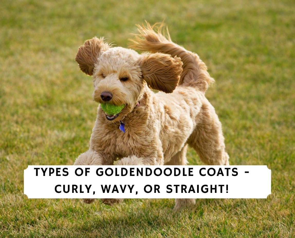 Goldendoodle Coat Types: Curly, Wavy & Straight Guide – We Love Doodles