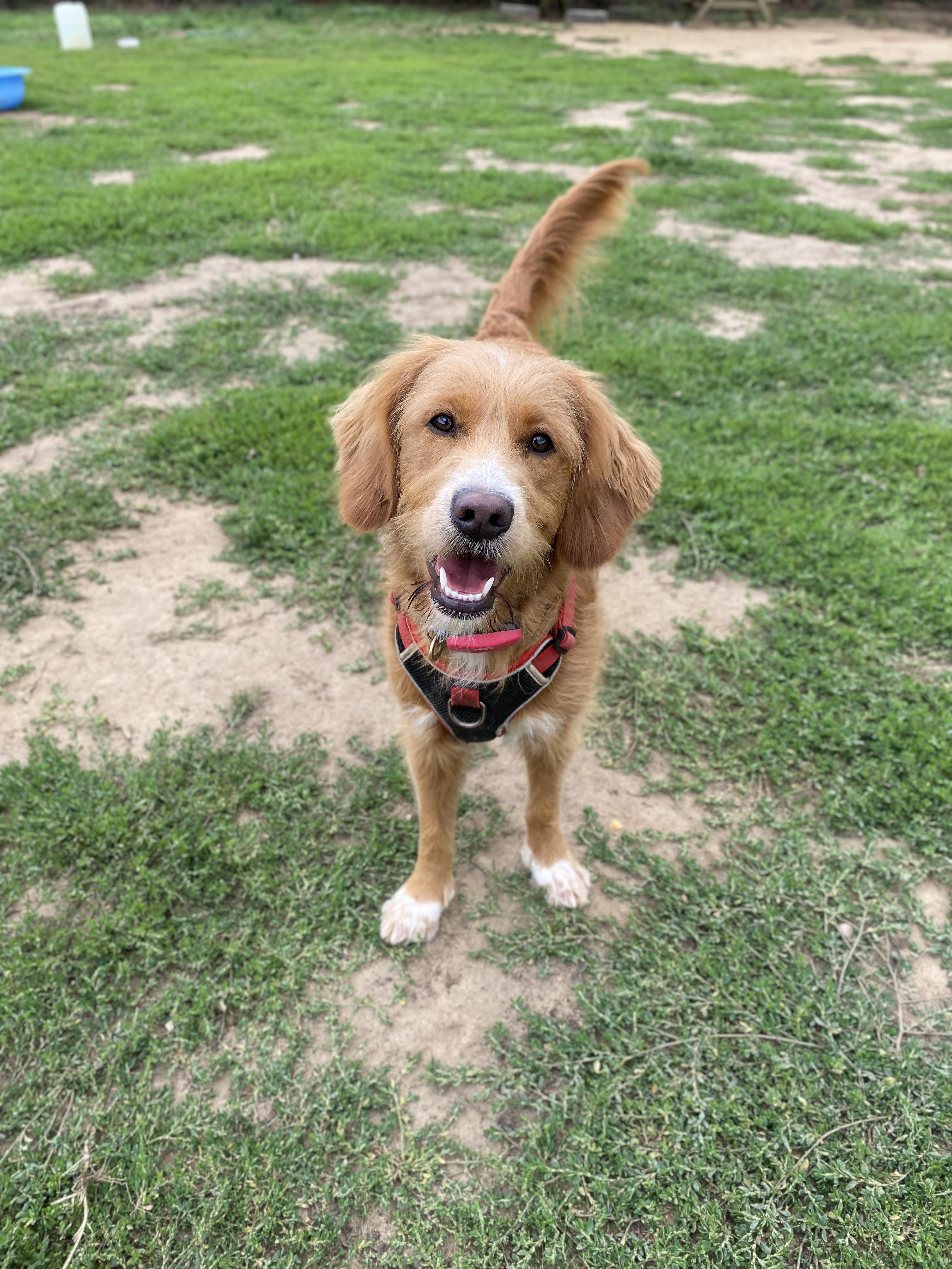 Flat Coat Dog Grooming Guide: Straight Hair Care for Goldendoodles ...